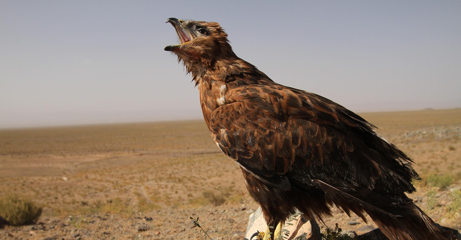 Wilder Iran – Pressebereich