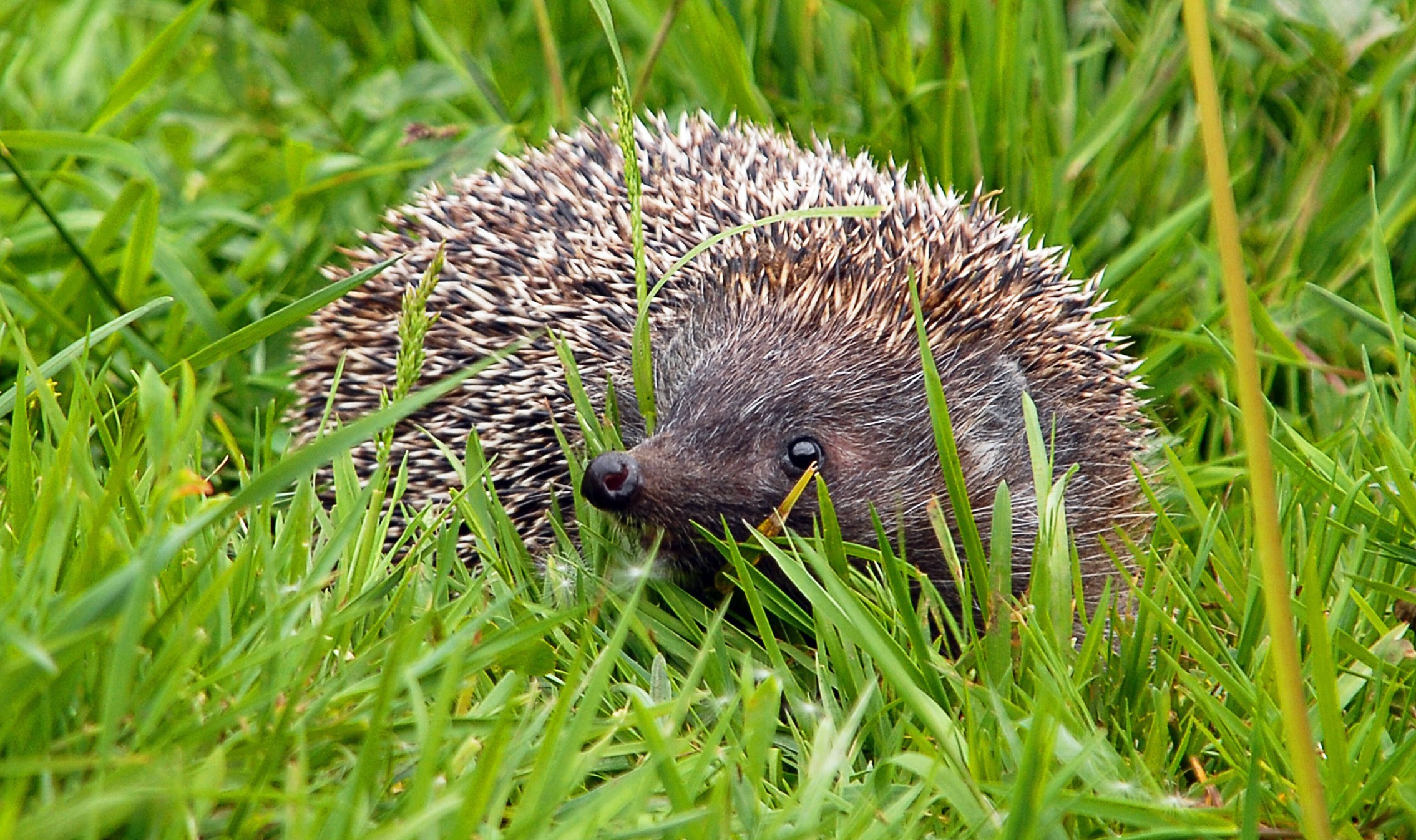Tierwelten – Die schönsten Dokumentationen aus 25 Jahren – Pressebereich